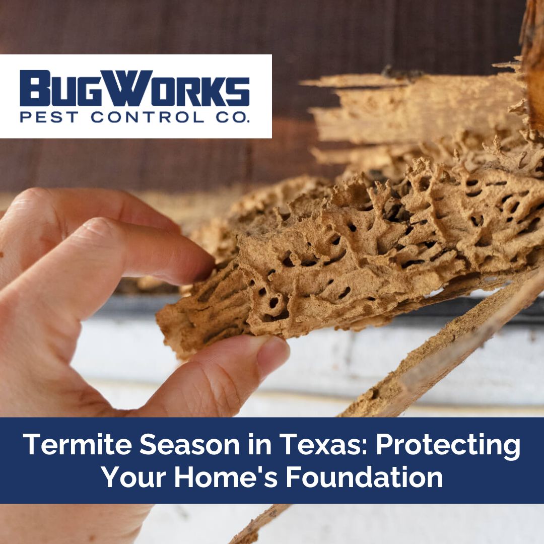 Understanding Termite Season in Texas: Peak Activity Months Revealed