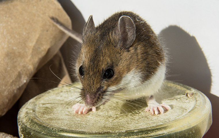 Say Goodbye To Mice: Effective Control Strategies For Your McAllen Home ...