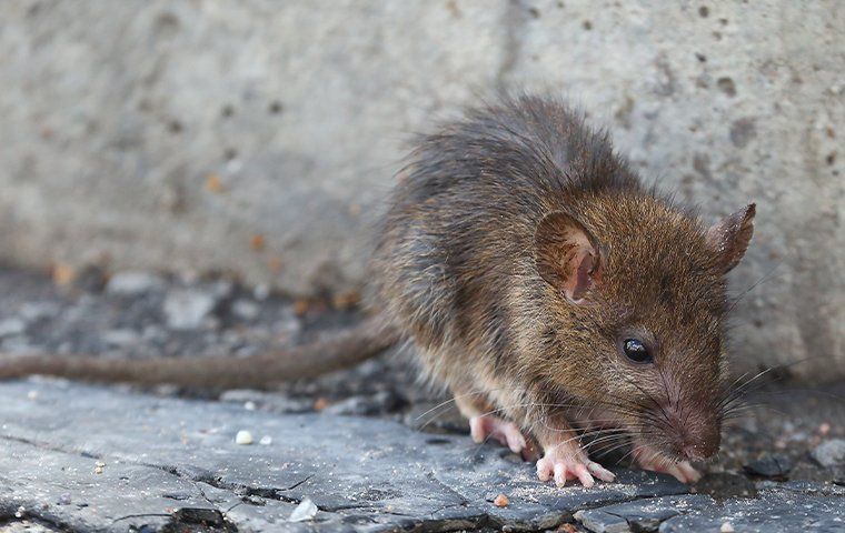 Rat Control 101: A Complete Guide For McAllen Property Owners ...